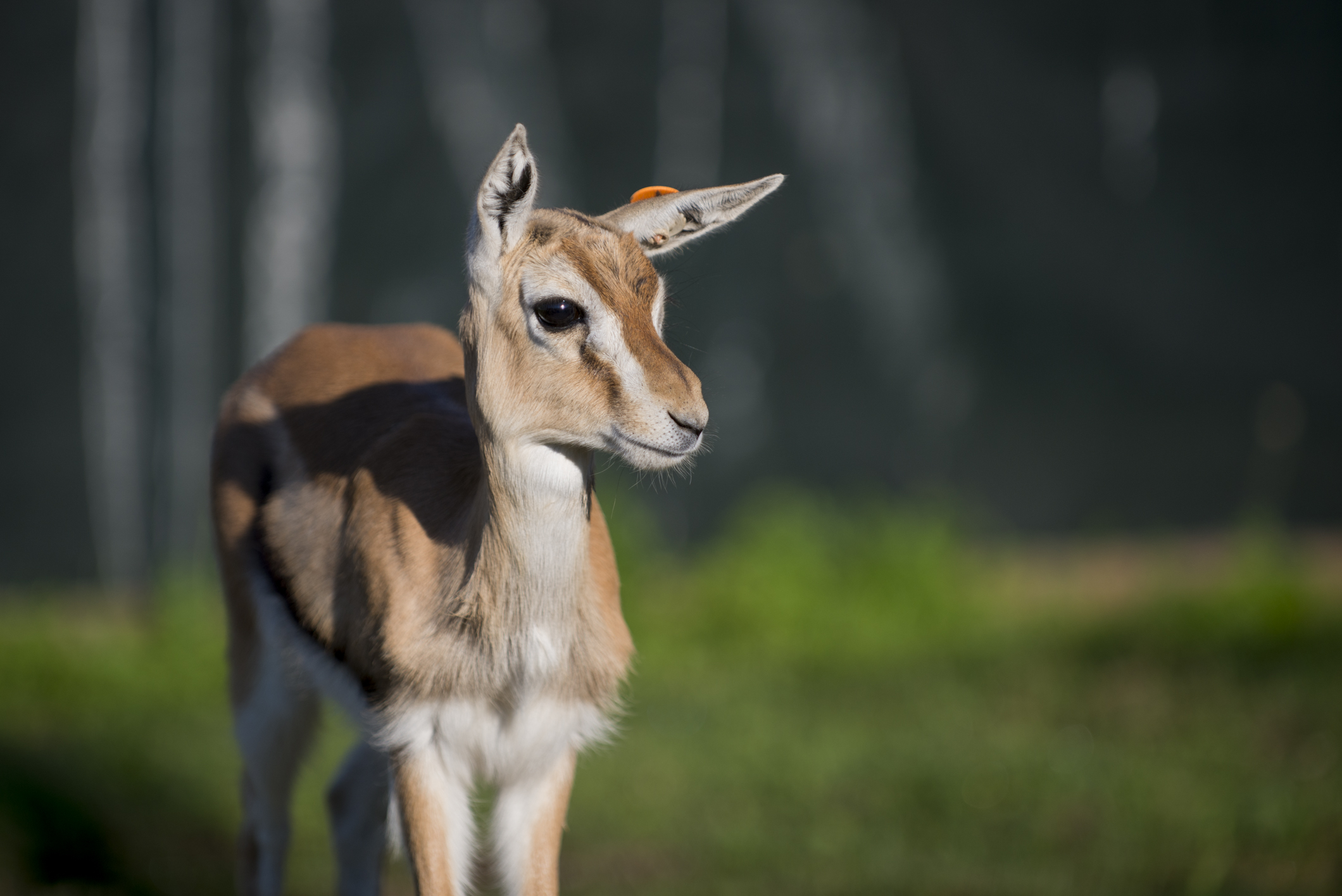 Columbus Zoo | Thomson's Gazelle